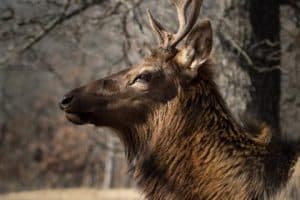 Daily Admission | woolaroc.org