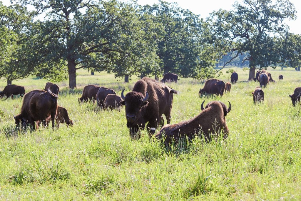 Inside Woolaroc’s Wildlife Preserve: Meet the Bison, Elk, and Exotic ...