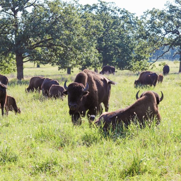 Buffalo vs. Bison in Oklahoma | Where to See Bison at Woolaroc