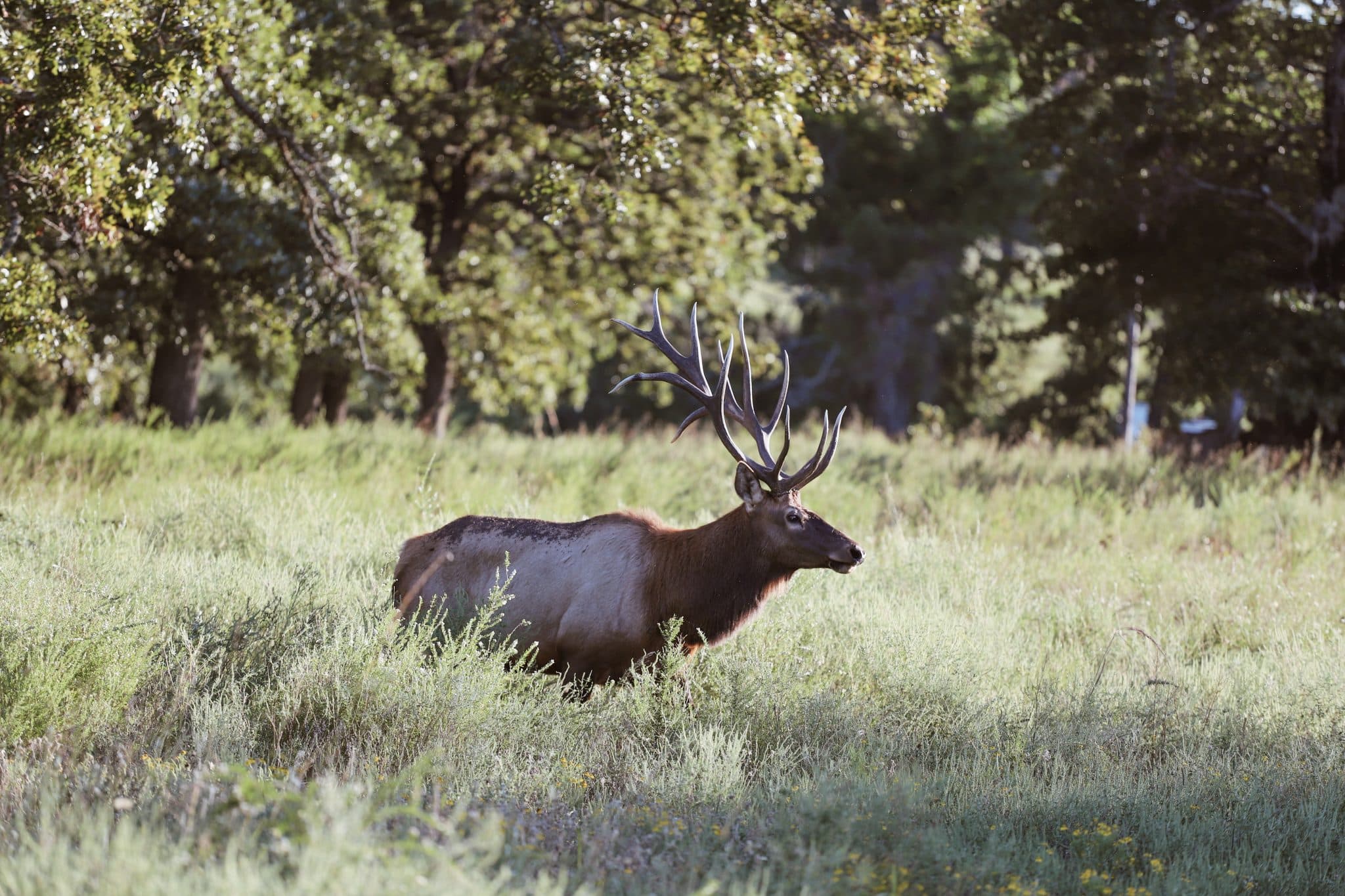 Inside Woolaroc’s Wildlife Preserve: Meet the Bison, Elk, and Exotic ...